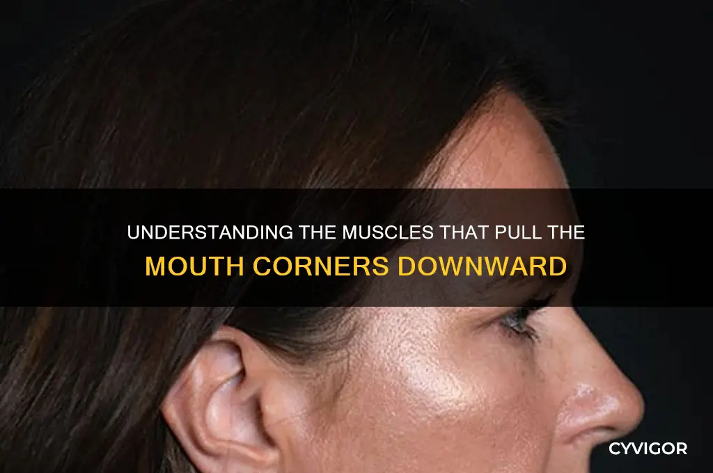 Understanding The Muscles That Pull The Mouth Corners Downward | CyVigor