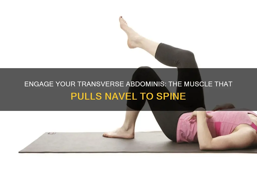 Engage Your Transverse Abdominis: The Muscle That Pulls Navel To Spine ...