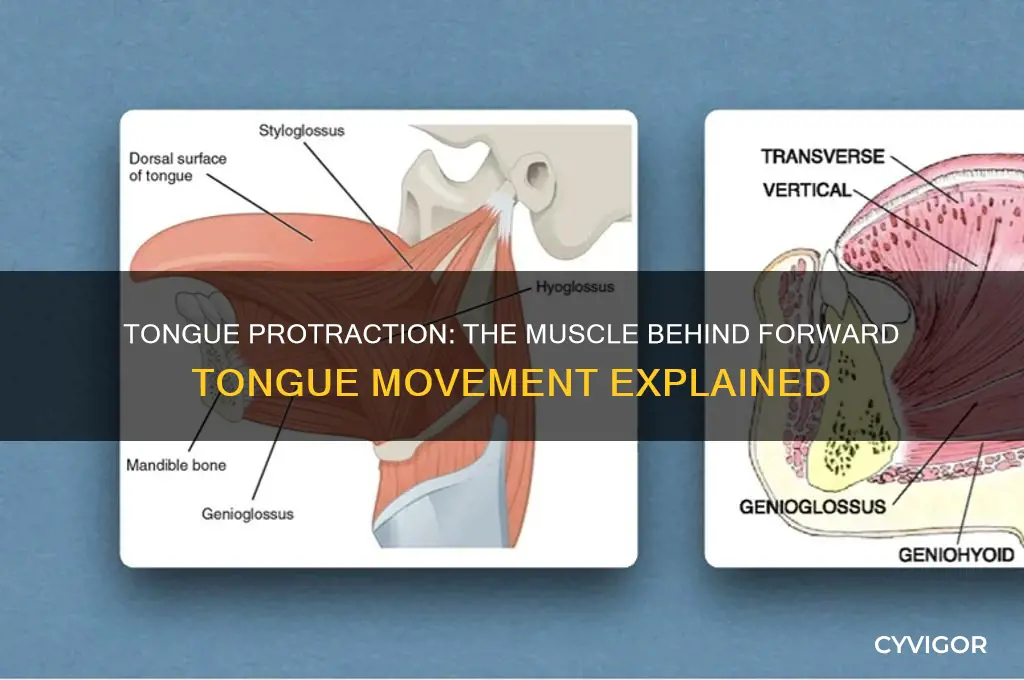 Tongue Protraction: The Muscle Behind Forward Tongue Movement Explained ...