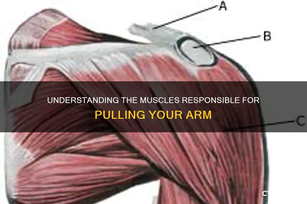 Understanding The Muscles Responsible For Pulling Your Arm | CyVigor