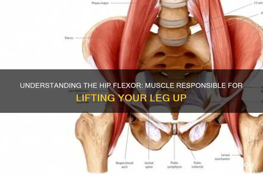 Understanding The Hip Flexor: Muscle Responsible For Lifting Your Leg ...