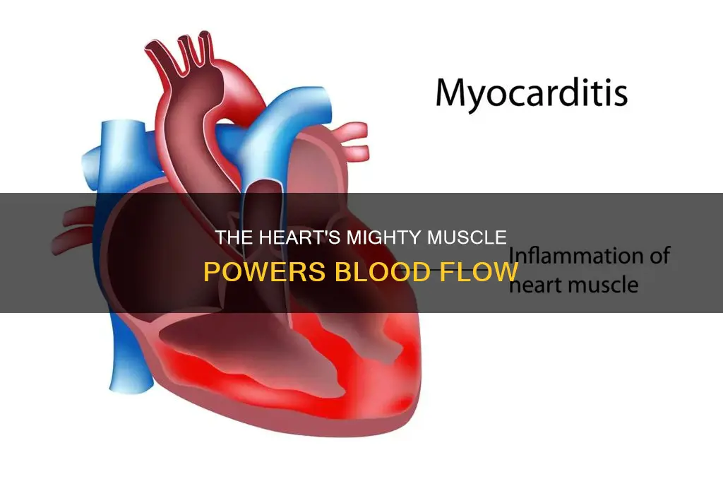 The Heart's Mighty Muscle Powers Blood Flow | CyVigor