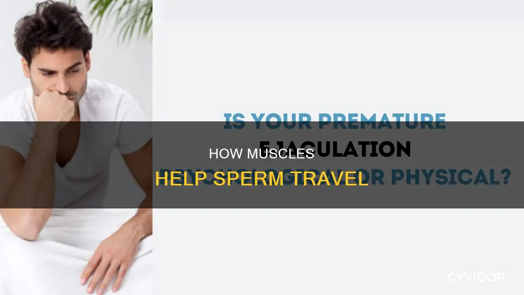 How Muscles Help Sperm Travel | CyVigor