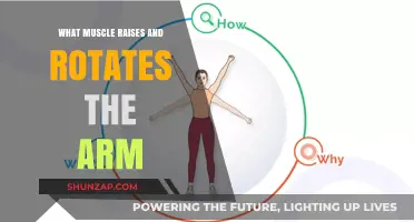 Muscles Behind Arm Lateral Rotation, Extension, And Adduction Explained ...
