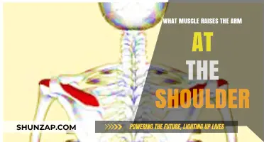 Forearm Supination: The Key Muscle Behind This Essential Arm Movement ...
