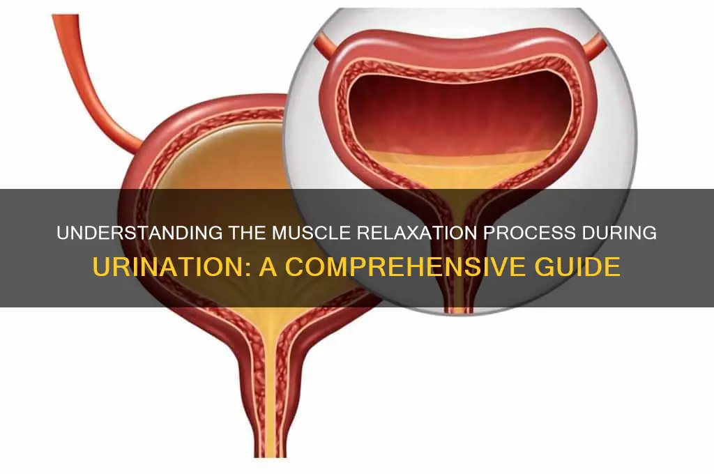Understanding The Muscle Relaxation Process During Urination: A ...