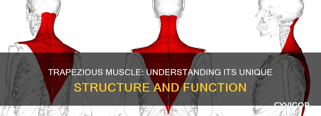 Trapezious Muscle: Understanding Its Unique Structure And Function ...