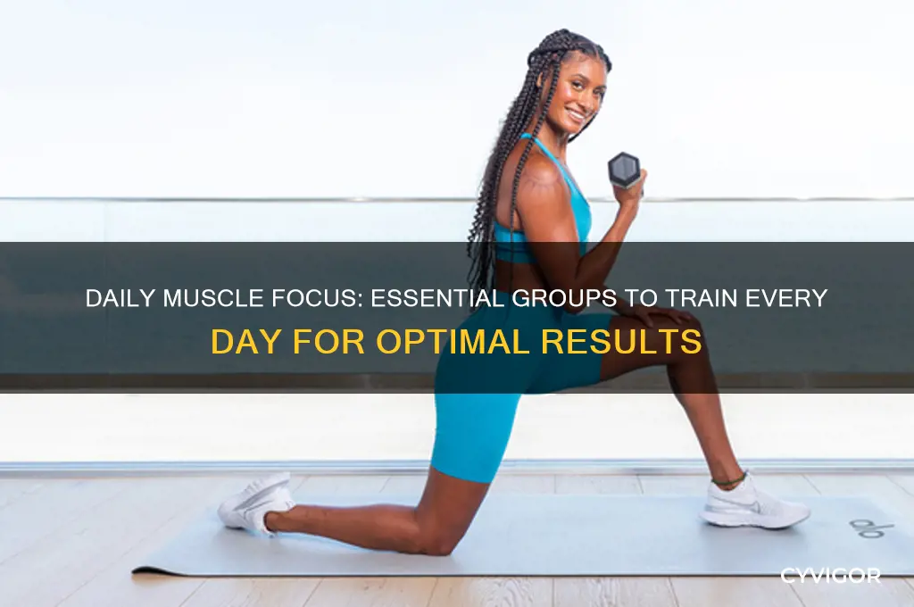 Daily Muscle Focus: Essential Groups To Train Every Day For Optimal ...