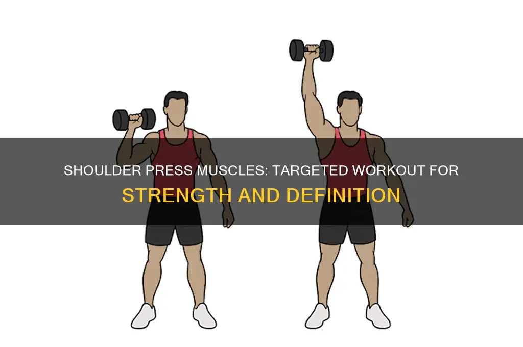 Shoulder Press Muscles: Targeted Workout For Strength And Definition ...