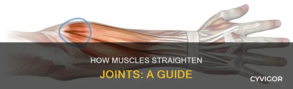 How Muscles Straighten Joints: A Guide | CyVigor