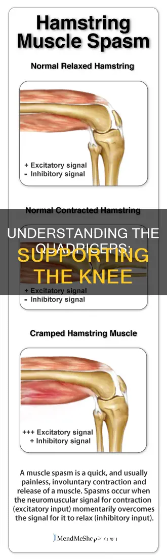Understanding The Quadriceps: Supporting The Knee | CyVigor