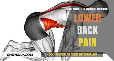 Key Muscles Linked To Lower Back Pain: Causes And Relief | CyVigor