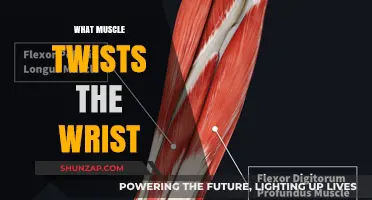 Torso Twists: Which Muscles Are Involved And How? | CyVigor