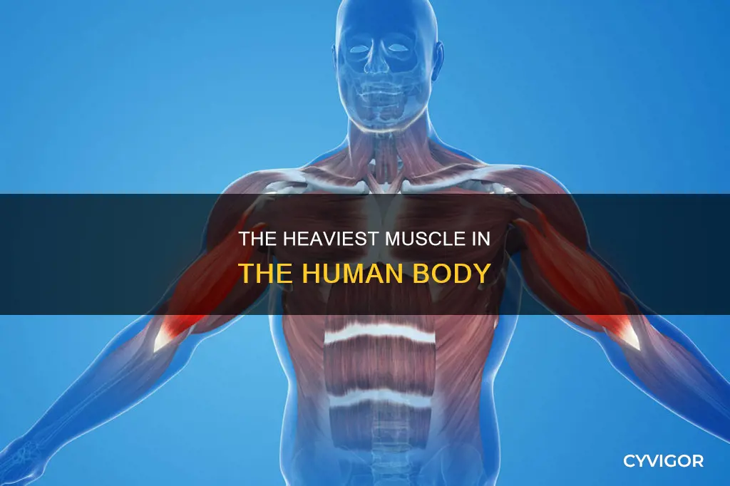 The Heaviest Muscle In The Human Body | CyVigor