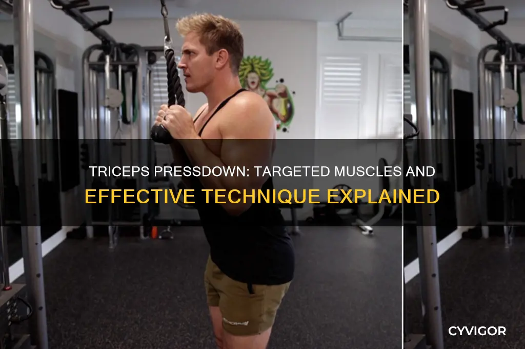 Triceps Pressdown: Targeted Muscles And Effective Technique Explained ...