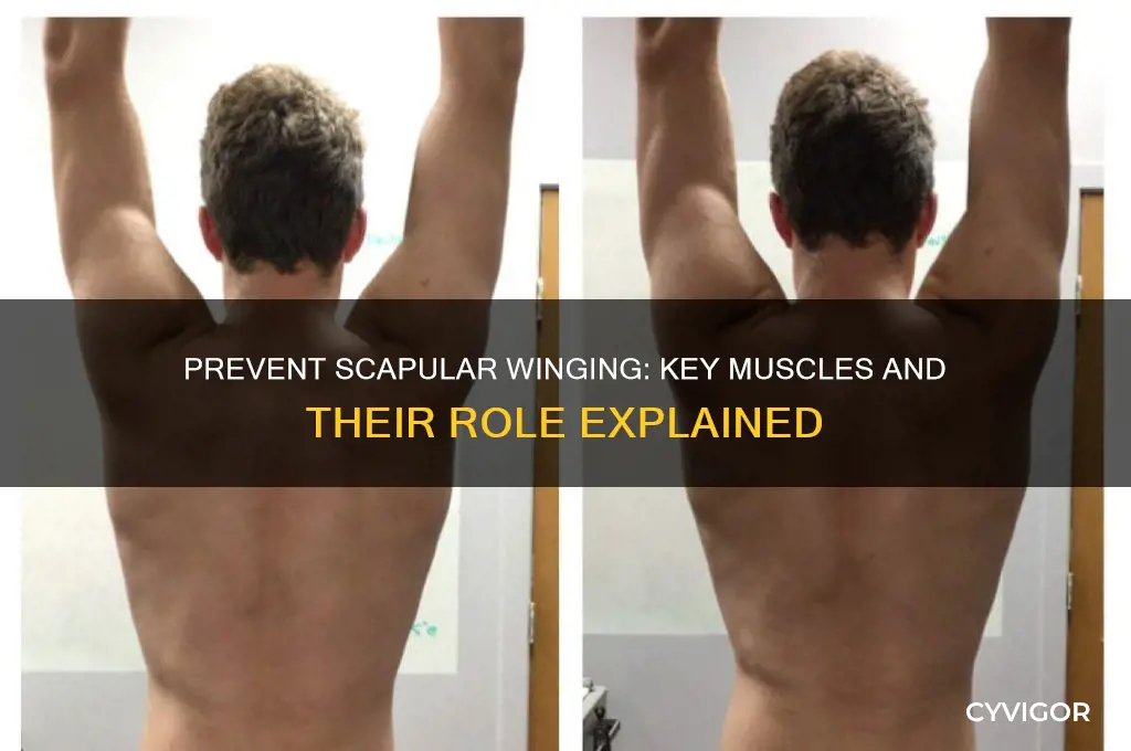 Prevent Scapular Winging: Key Muscles And Their Role Explained | CyVigor