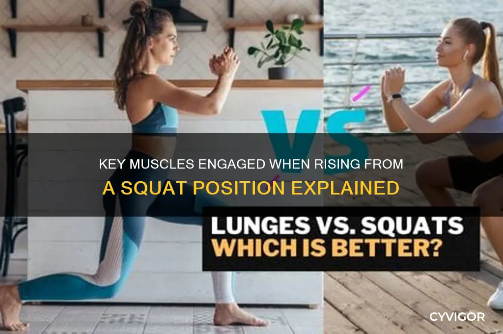 Key Muscles Engaged When Rising From A Squat Position Explained | CyVigor