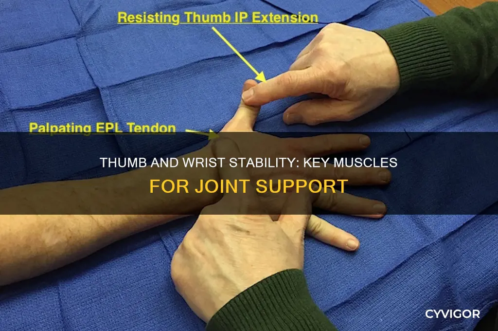Thumb And Wrist Stability: Key Muscles For Joint Support | CyVigor