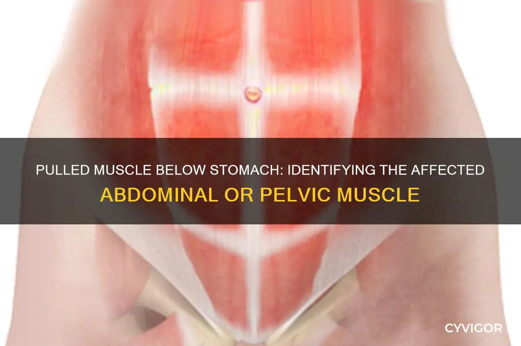 Pulled Muscle Below Stomach: Identifying The Affected Abdominal Or ...