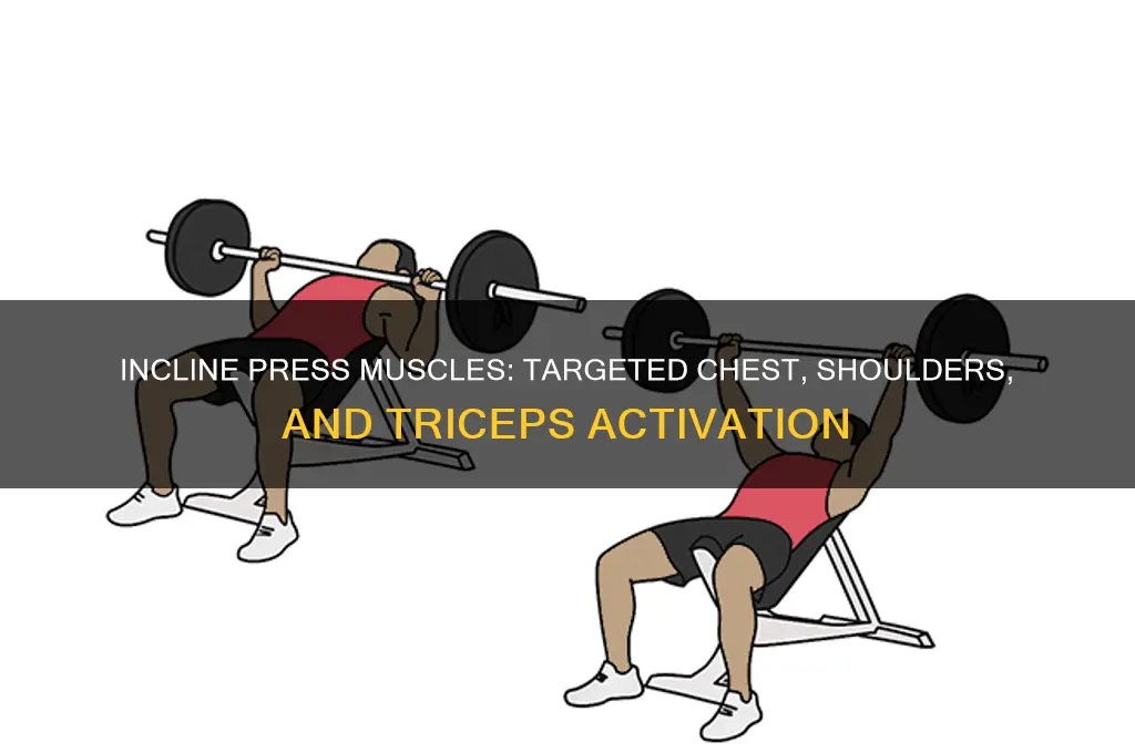 Incline Press Muscles: Targeted Chest, Shoulders, And Triceps ...