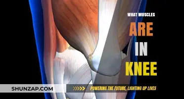 Knee Extensors: Which Muscles Are Involved And How Do They Work? | CyVigor