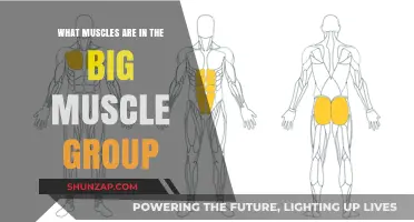 Hip Thrust Muscles: Glutes, Hamstrings, And Core Activation Explained ...