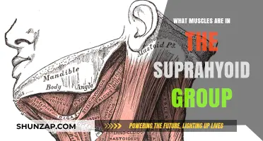 Transversospinalis Muscles: Exploring The Deep Back Muscles And Their ...