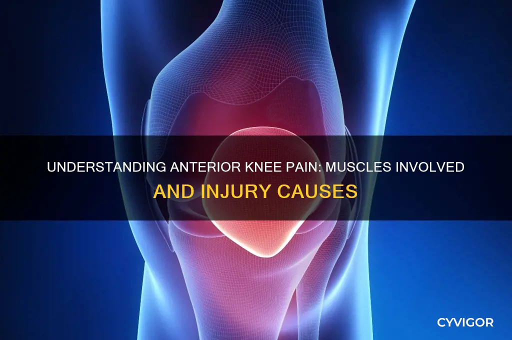 Understanding Anterior Knee Pain: Muscles Involved And Injury Causes ...