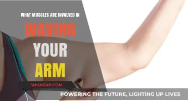 Medial Rotation Of The Arm: Muscles Involved And Their Functions | CyVigor