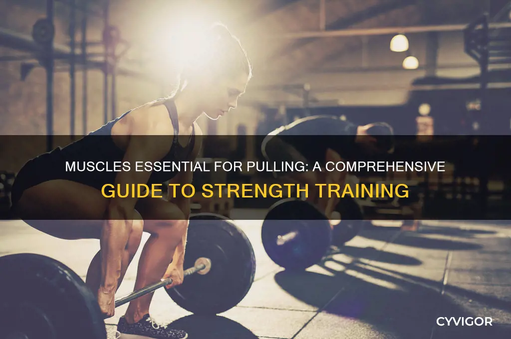 Muscles Essential For Pulling: A Comprehensive Guide To Strength ...
