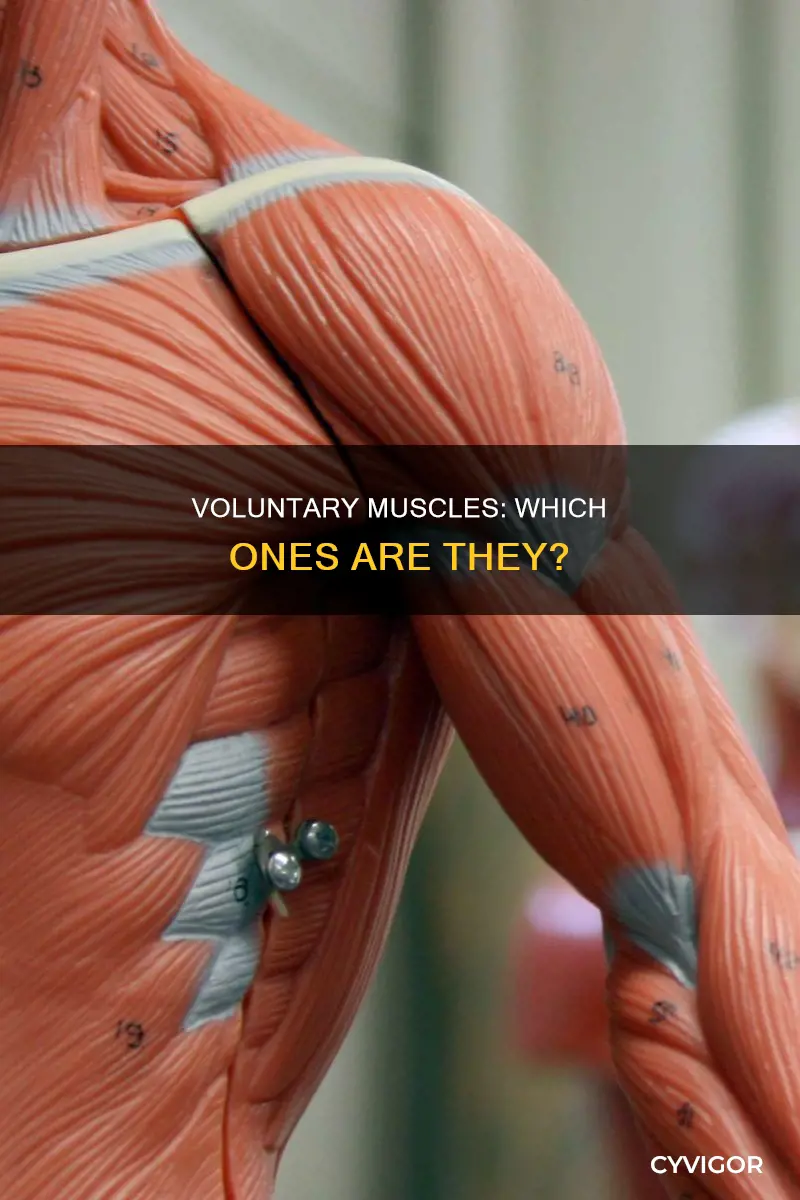 Voluntary Muscles: Which Ones Are They? | CyVigor