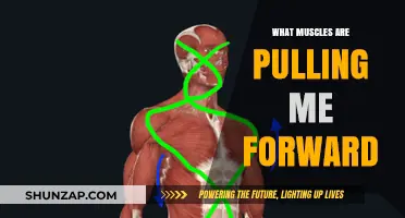 Muscles Engaged In Pull-Ups: A Comprehensive Breakdown For Strength ...