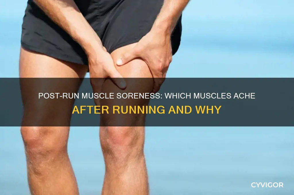 Post-Run Muscle Soreness: Which Muscles Ache After Running And Why ...