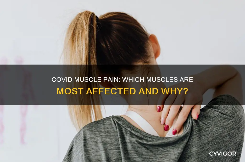 Covid Muscle Pain: Which Muscles Are Most Affected And Why? | CyVigor