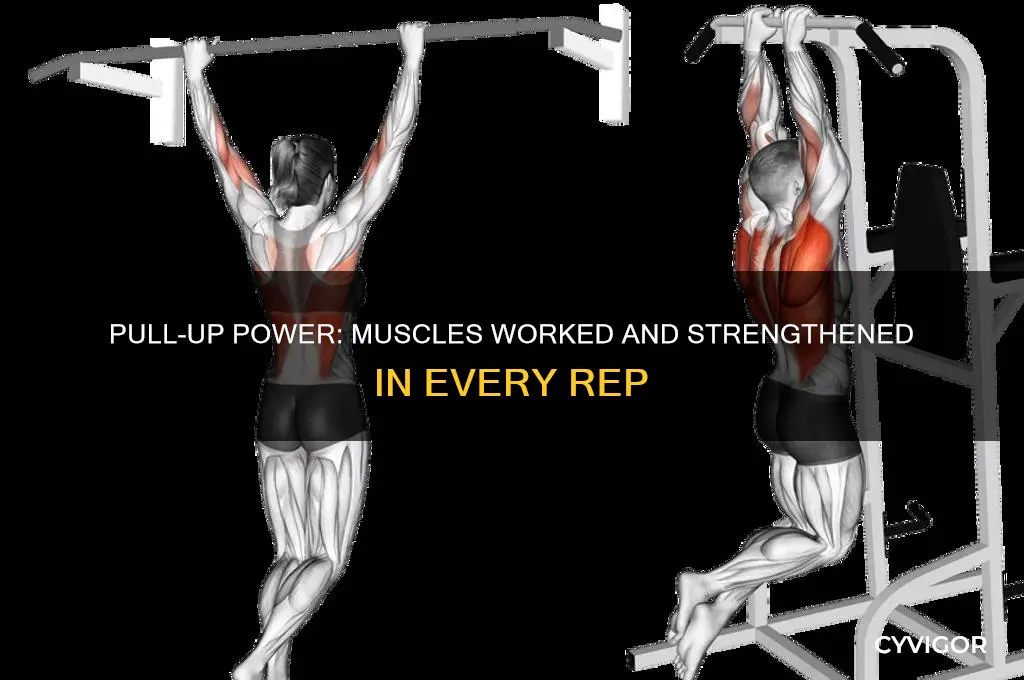 Pull-Up Power: Muscles Worked And Strengthened In Every Rep | CyVigor