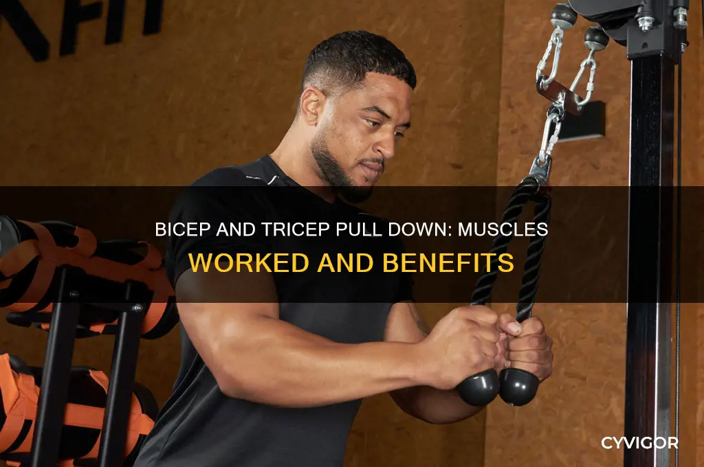 Bicep And Tricep Pull Down: Muscles Worked And Benefits | CyVigor