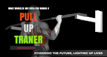 Muscles Engaged In Pull-Ups: A Comprehensive Breakdown For Strength ...