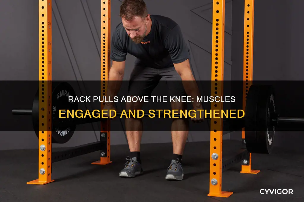 Rack Pulls Above The Knee: Muscles Engaged And Strengthened | CyVigor