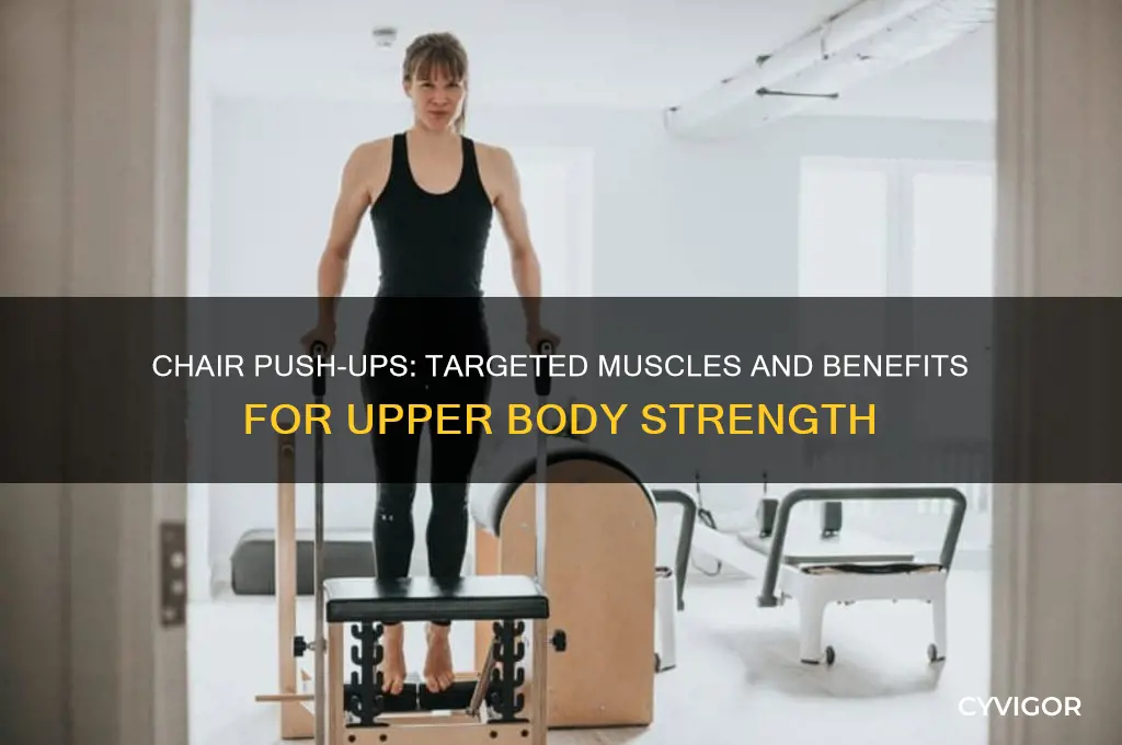 Chair Push-Ups: Targeted Muscles And Benefits For Upper Body Strength ...