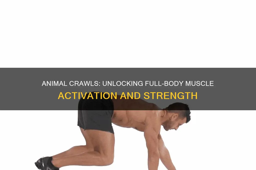 Animal Crawls: Unlocking Full-Body Muscle Activation And Strength | CyVigor
