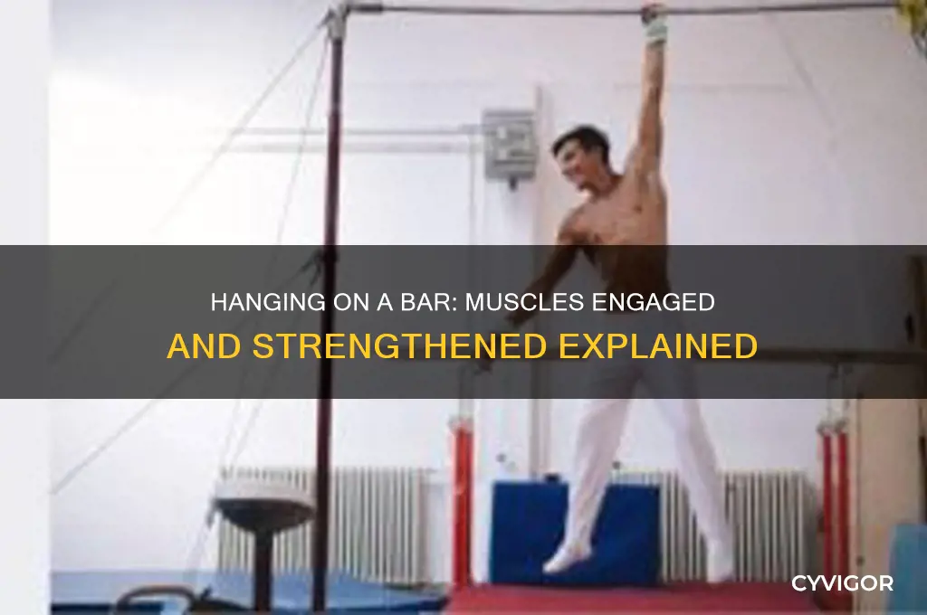 Hanging On A Bar: Muscles Engaged And Strengthened Explained | CyVigor