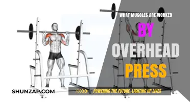 Hip Abductors: Key Muscles Targeted And Their Benefits Explained | CyVigor
