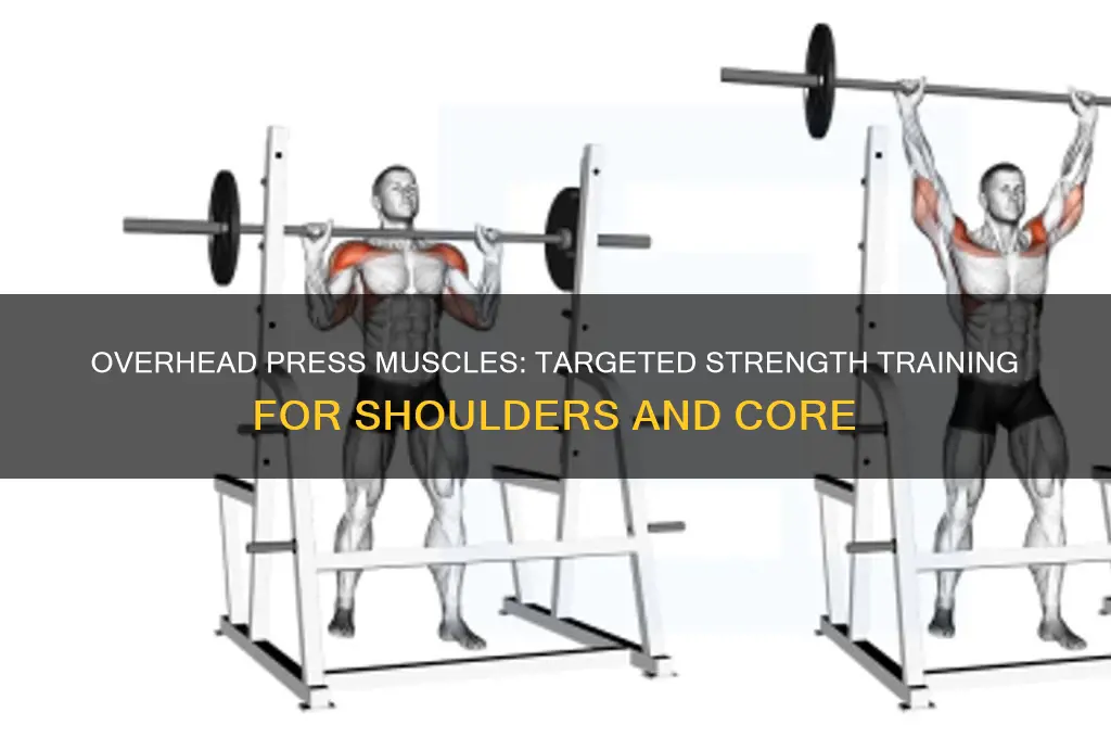 Overhead Press Muscles: Targeted Strength Training For Shoulders And ...