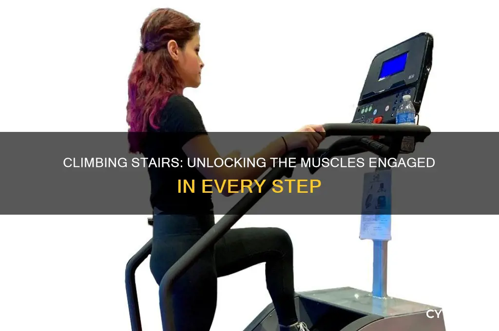 Climbing Stairs: Unlocking The Muscles Engaged In Every Step | CyVigor