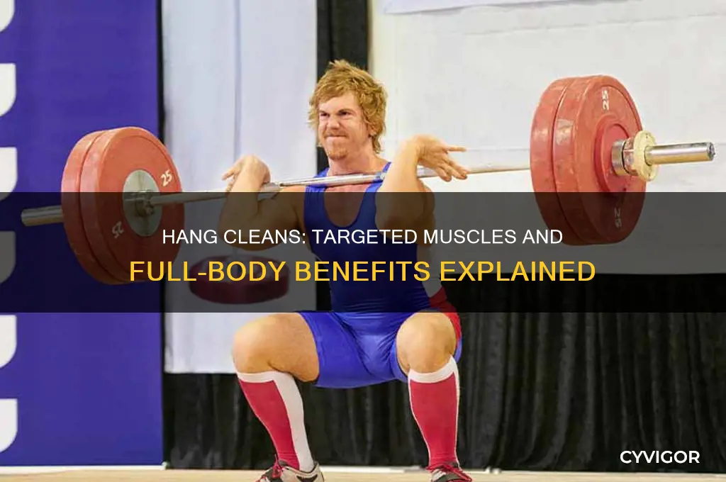 Hang Cleans: Targeted Muscles And Full-Body Benefits Explained | CyVigor