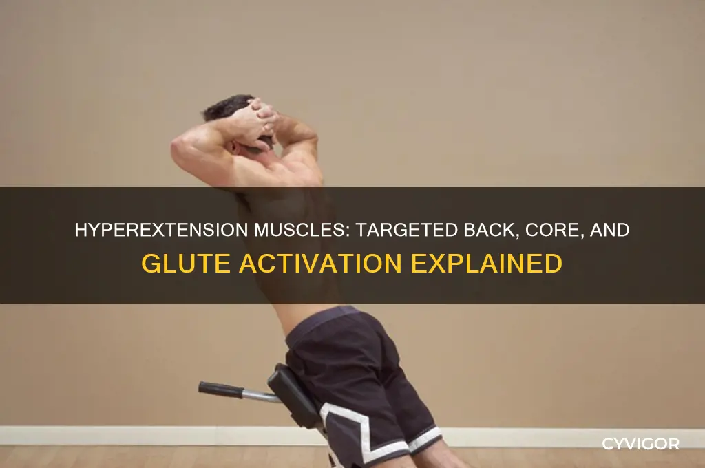 Hyperextension Muscles: Targeted Back, Core, And Glute Activation ...