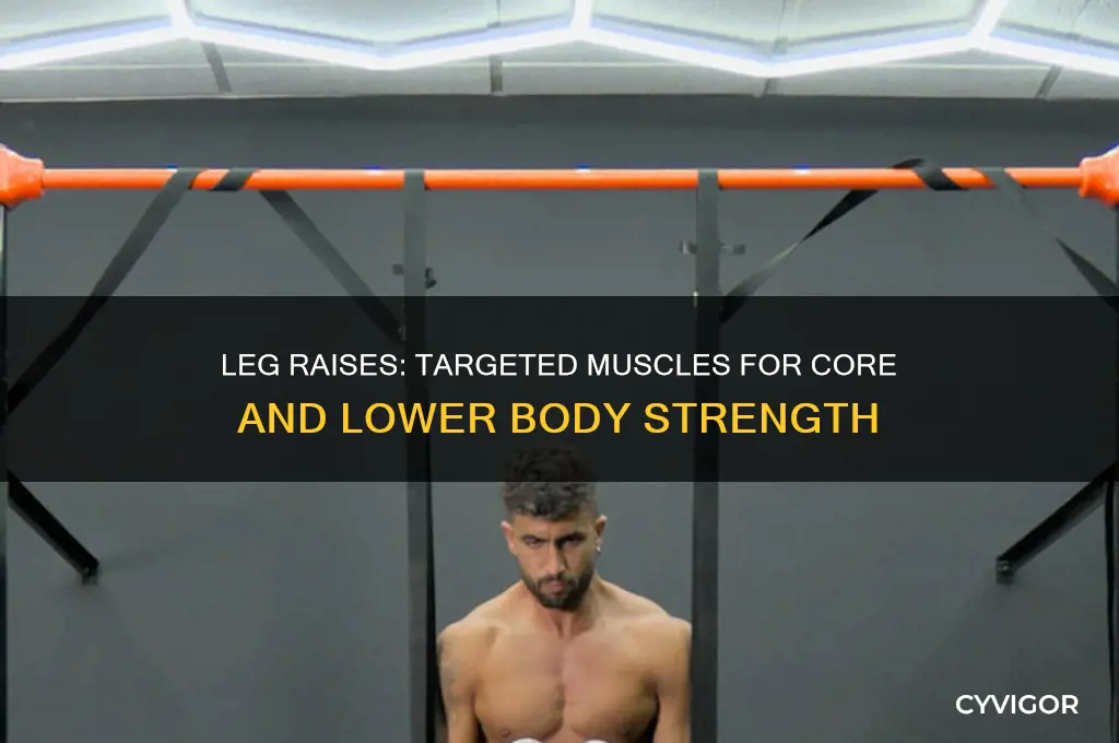 Leg Raises: Targeted Muscles For Core And Lower Body Strength | CyVigor