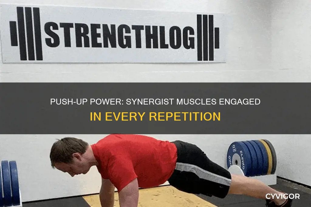 Push-Up Power: Synergist Muscles Engaged In Every Repetition | CyVigor
