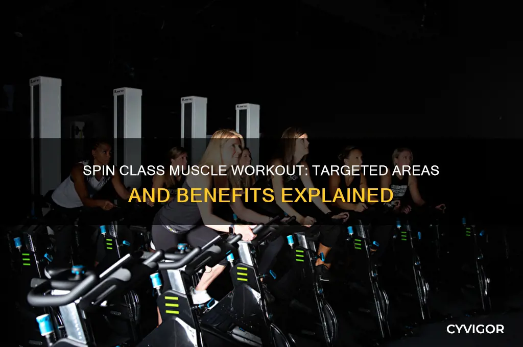 Spin Class Muscle Workout: Targeted Areas And Benefits Explained | CyVigor