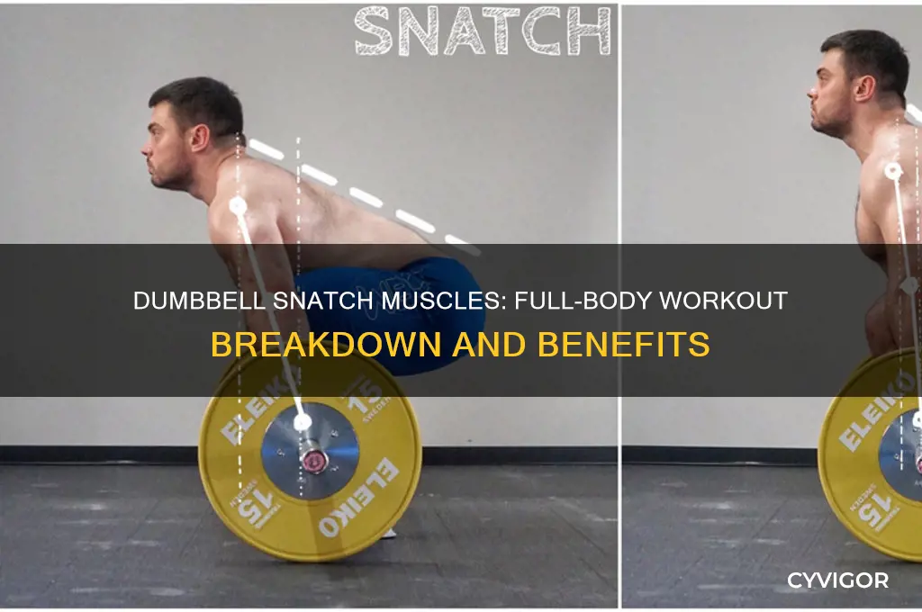 Dumbbell Snatch Muscles: Full-Body Workout Breakdown And Benefits | CyVigor